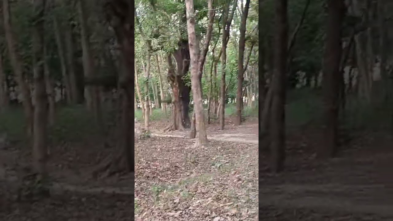 Animal & jungle videos, challening videos. (Good luck iac) - YouTube