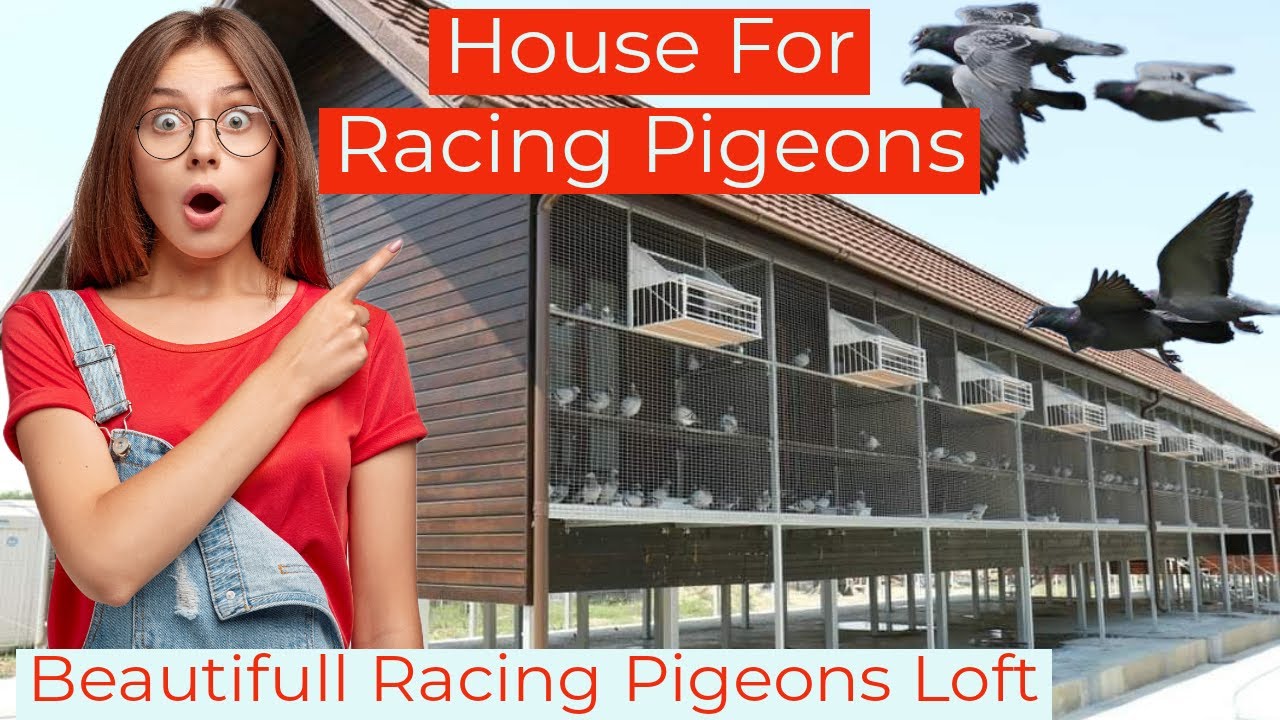 Designed Your Racing Pigeons Loft Like This | Racing Pigeons Loft ...