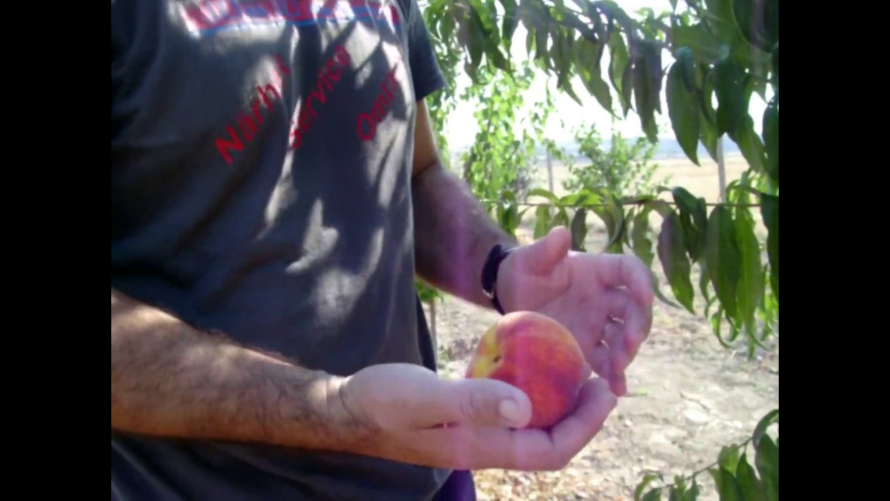 piersicul RED HAVEN!! primul an de rod!! - YouTube
