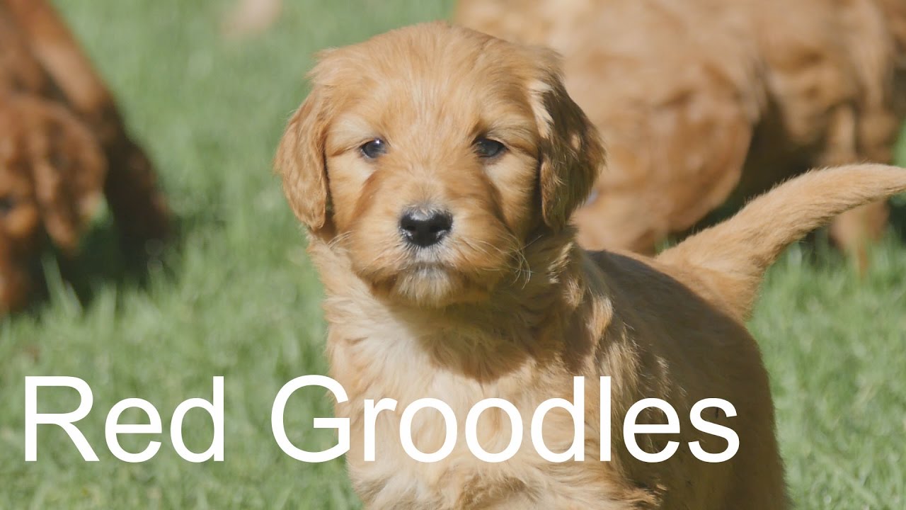 Red Groodles loving the autumn sunshine - YouTube