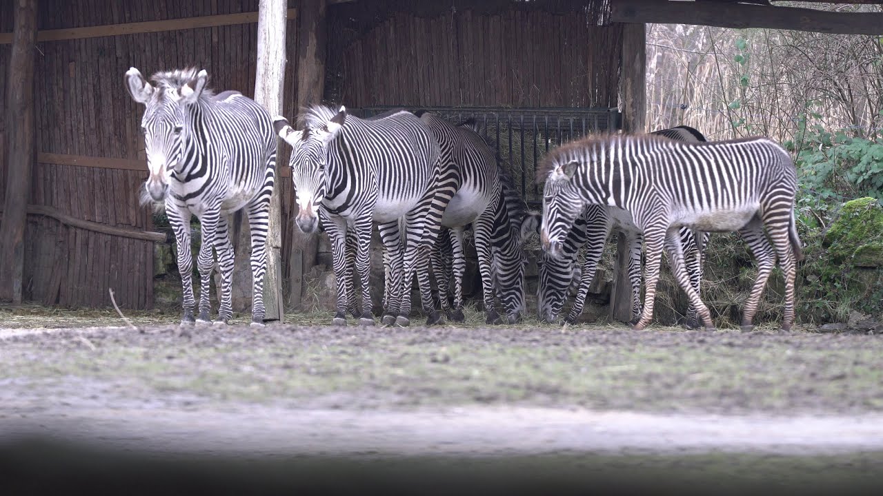 Zebra,zebra toddlers,leipzig 4k,zoo leipzig germany,zebra group video ...