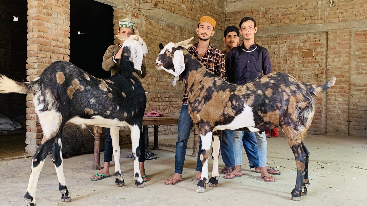 Biggest Gujri Goat Of Umar Bhai Tonk Huge Size Gujri Bakro Ki Jodii ...