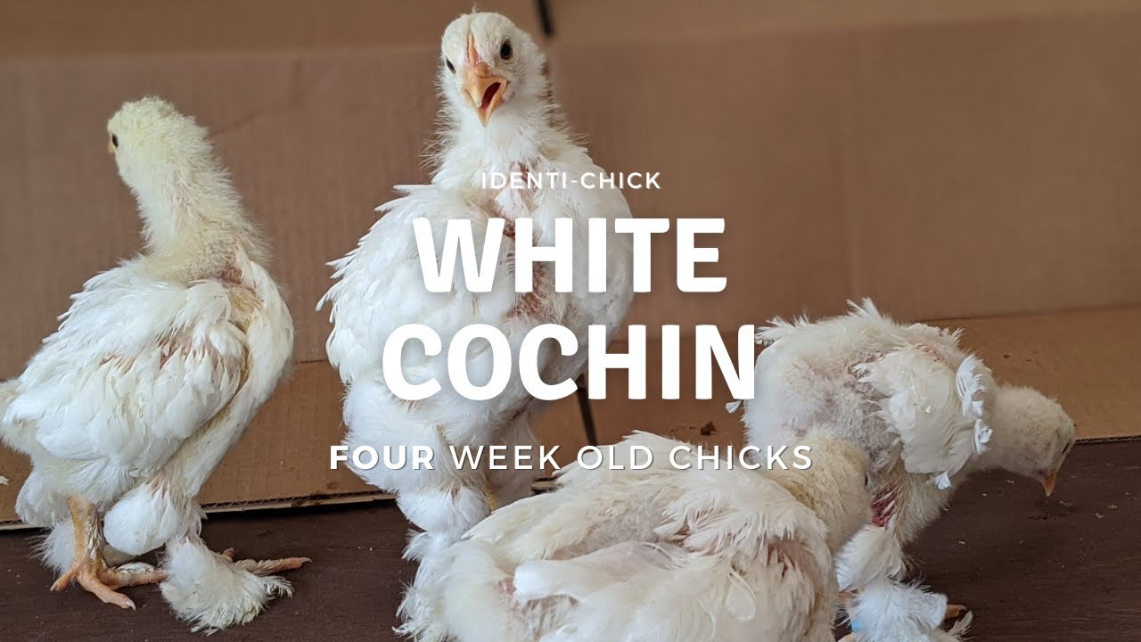 White Cochin: 4-Week-Old Chicks - YouTube