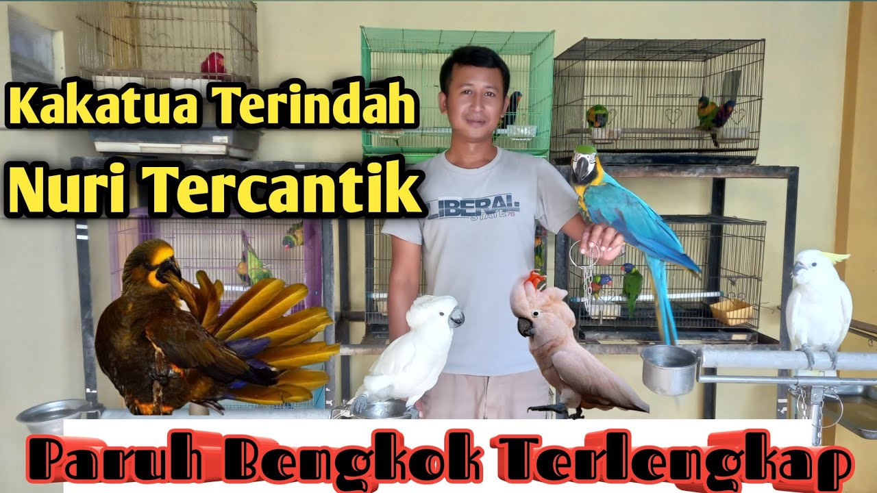 Penangkaran Burung Paruh Bengkok Terlengkap || Complete Crooked Beak Breeding - YouTube