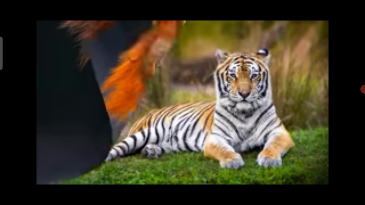 Animals Of Asia Sounds Part 2 - YouTube