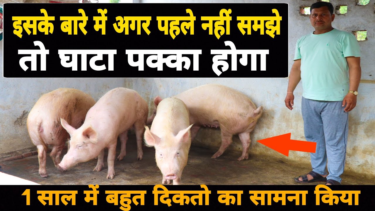 How to Start pig farming in india | Sucess Story of pig farming | sukar ...