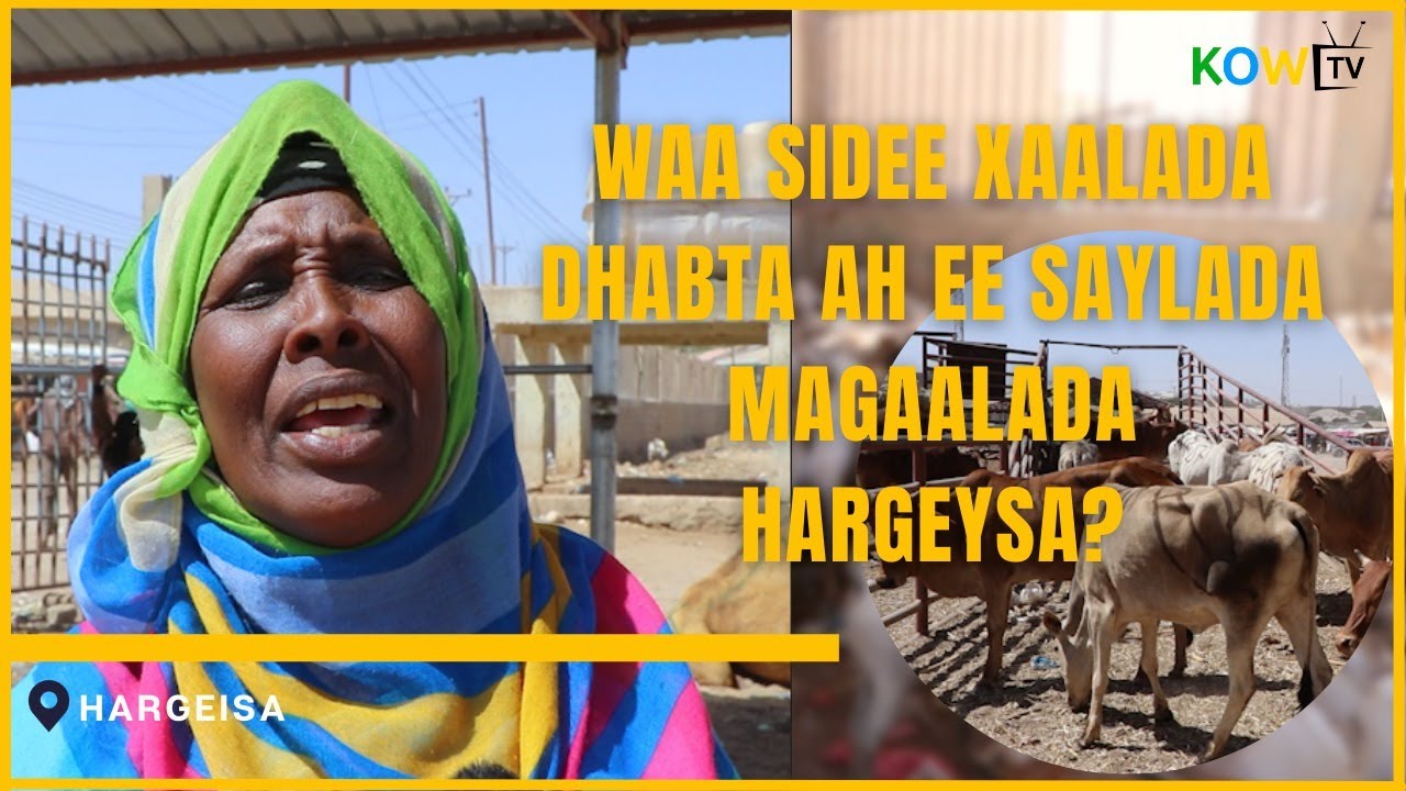 Waa sidee xaalada Dhabta ah ee Saylada Xoolaha Ee Magaalada Hargeysa ...