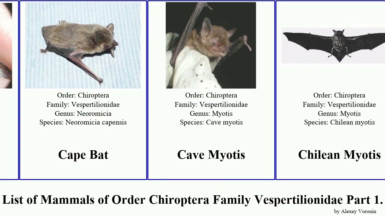 List of Mammals of Order Chiroptera Family Vespertilionidae Part 1. bat ...