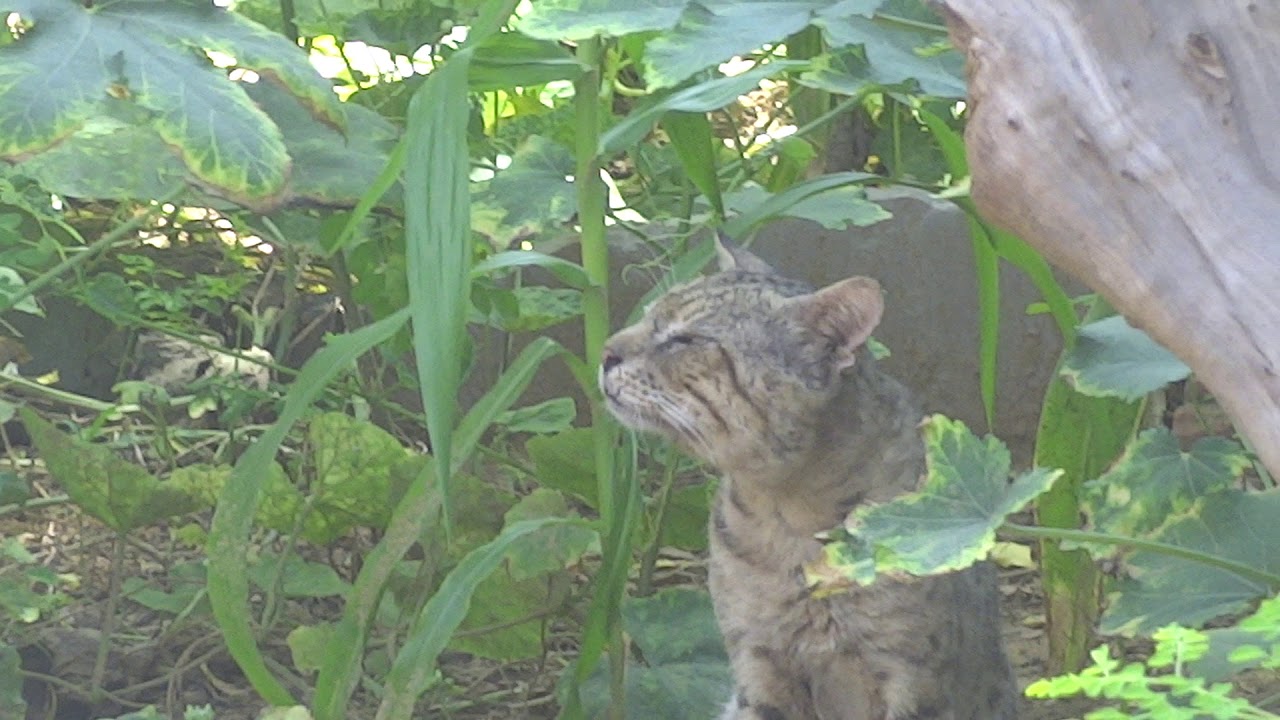 Monty the cat first look - YouTube