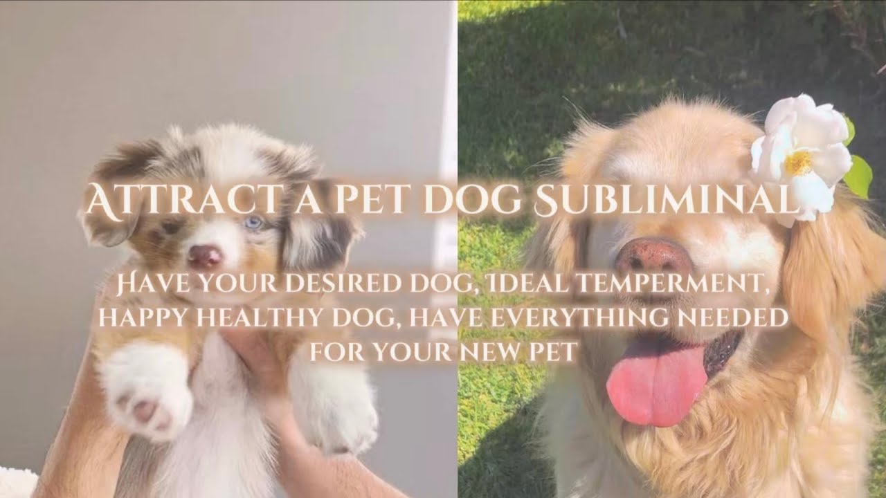 Dream Pet Series Attract a pet dog | Subliminal - YouTube