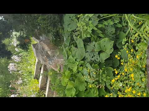 Frankfurt  palmiye bahçesi  (Palmien Garten)