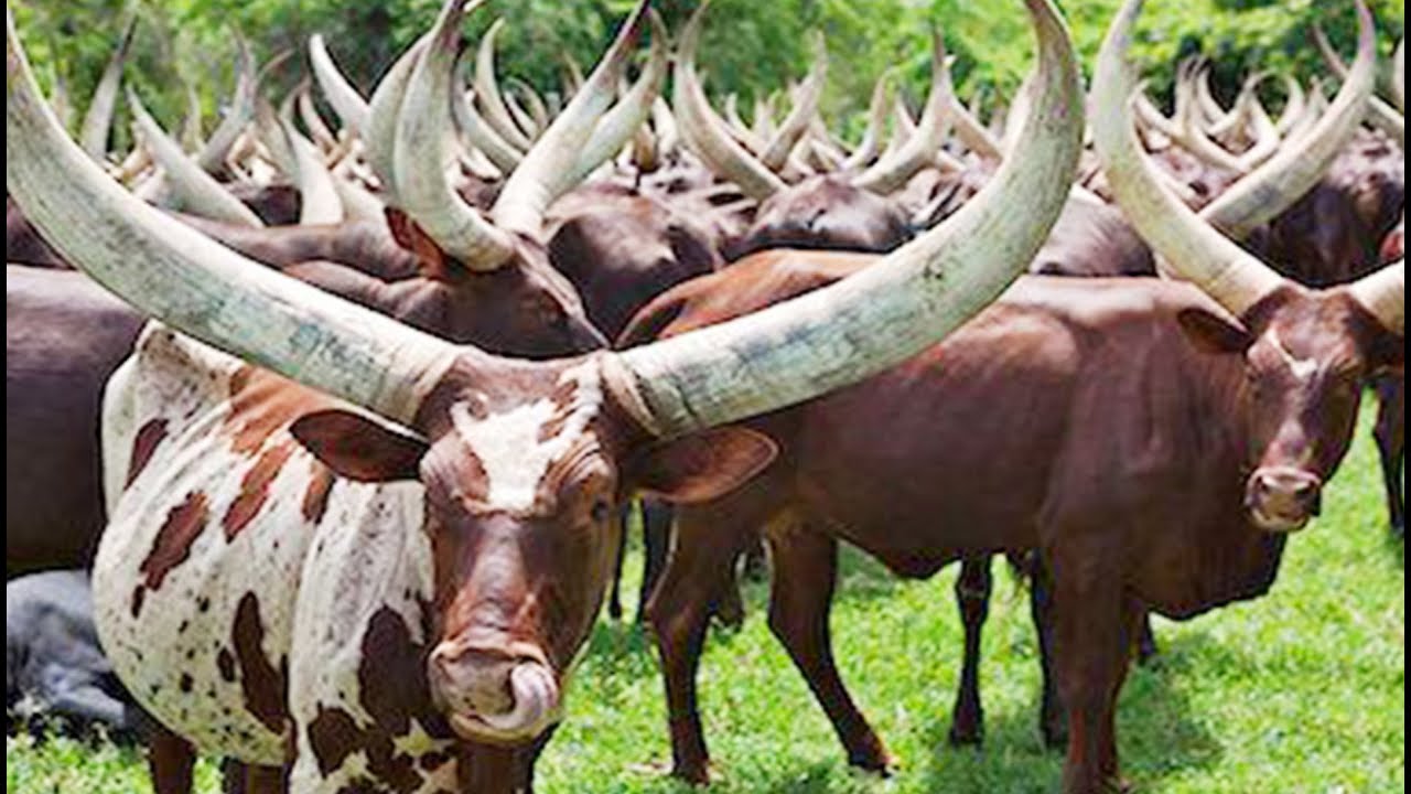 Ekyevugo Ente - Ego Ndikafa | Ankole Culture #Bahima - YouTube