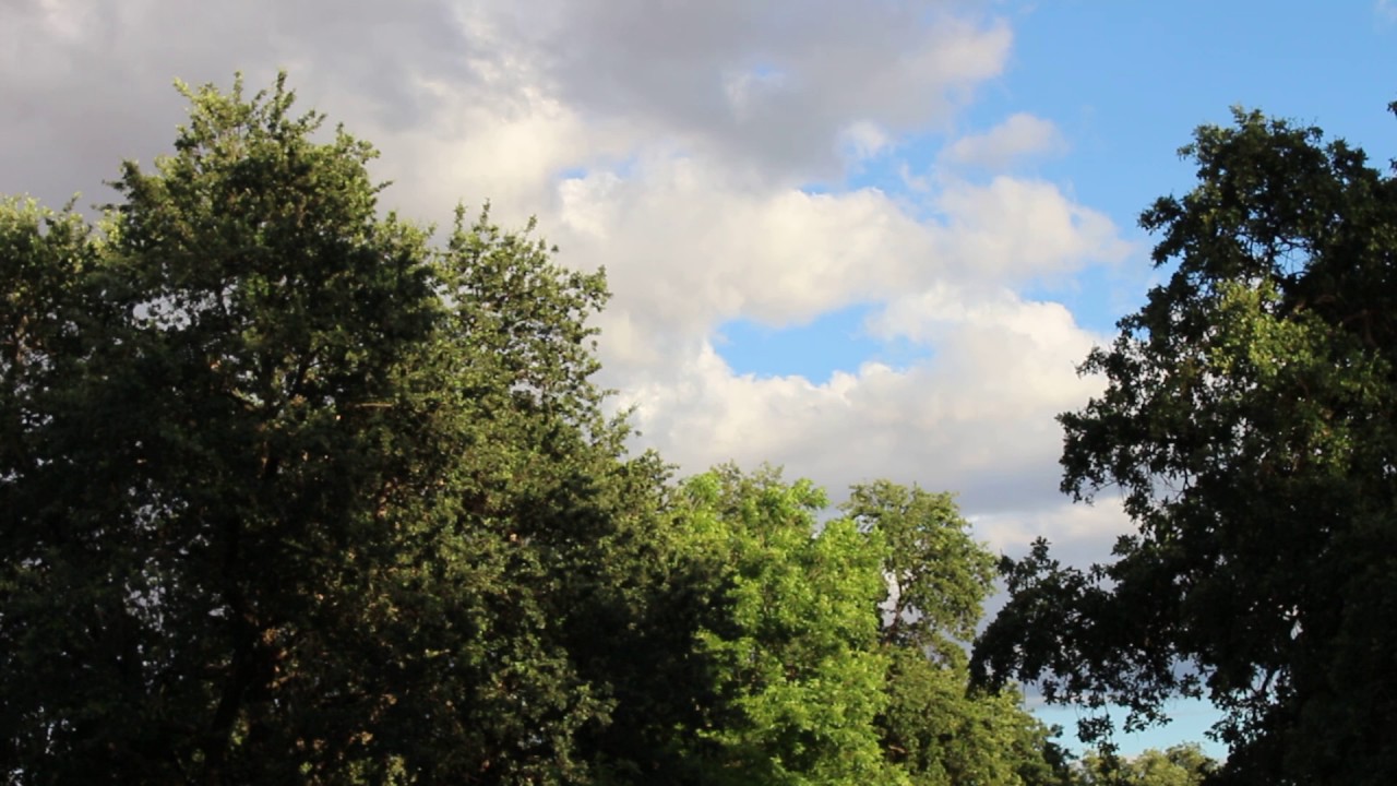 Wind Blowing Through Trees and Clouds on a Spring Day - YouTube