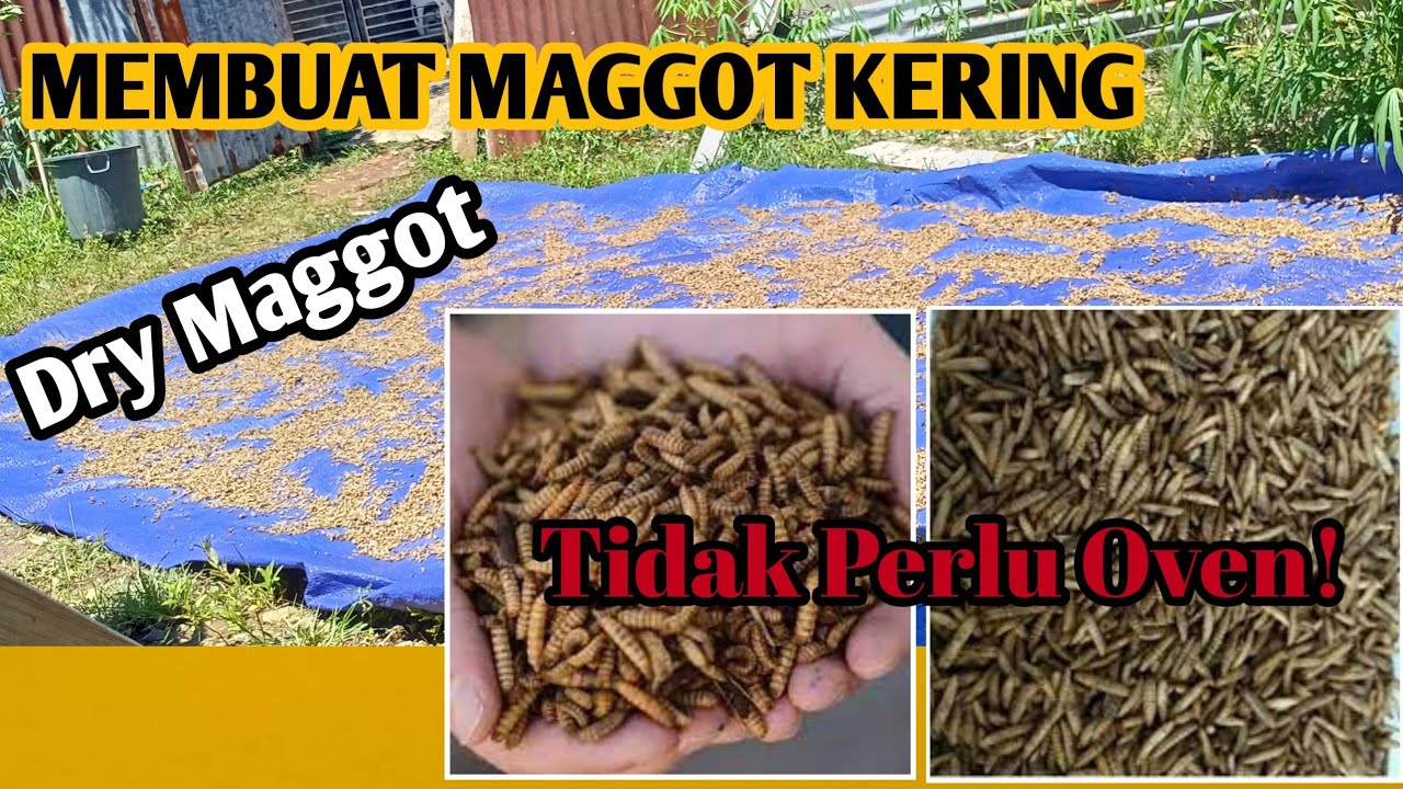 CARA MEMBUAT DRY MAGGOT | MAGGOT KERING TANPA DIOVEN - YouTube