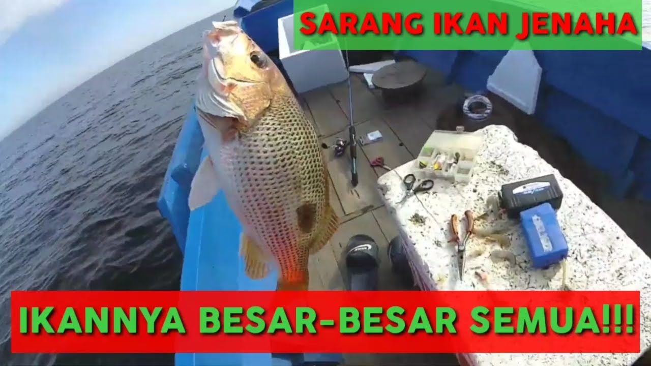 IKANNYA BABON SEMUA !!! MANCING IKAN TOMPEL MEMANG BIKIN NAGIH - YouTube
