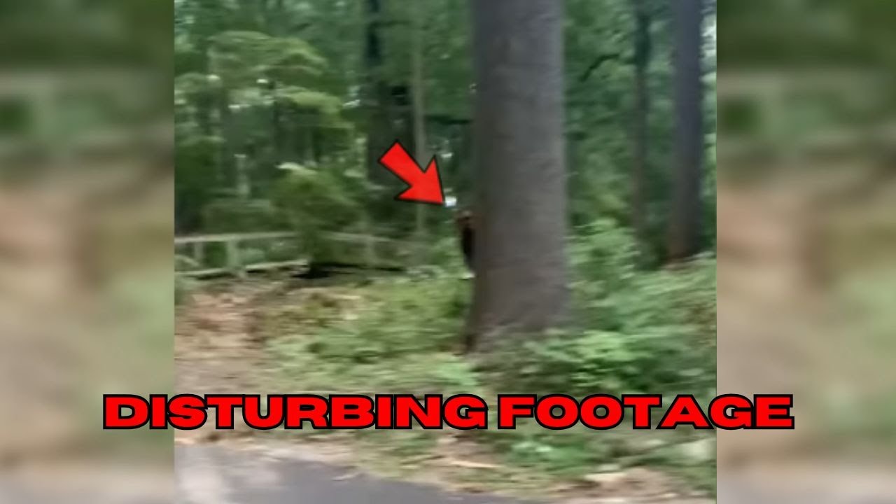 Most Disturbing Encounters Caught on Camera You've Ever Seen - YouTube