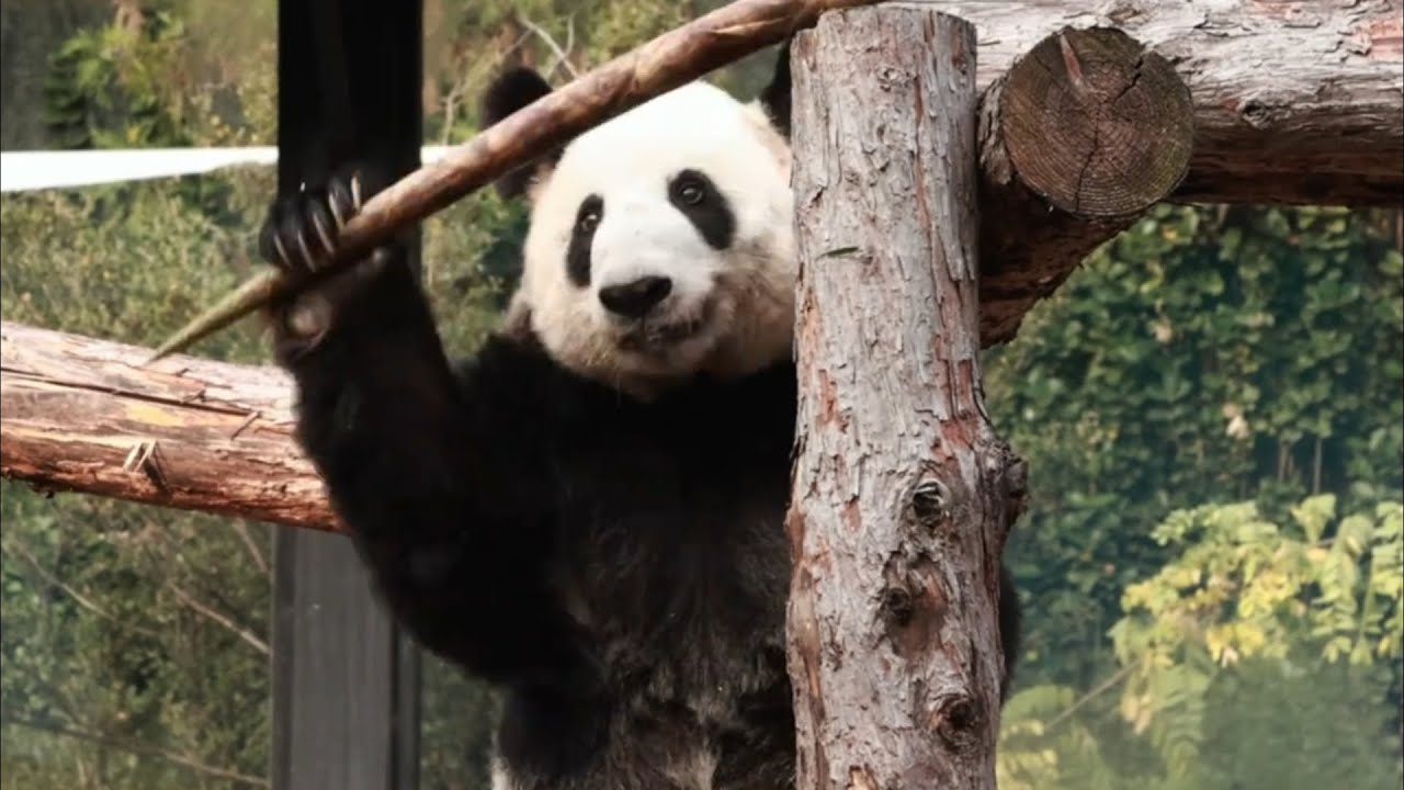 Panda Ya Ya's November Videos #panda #yaya #update #pandalife #videos # ...