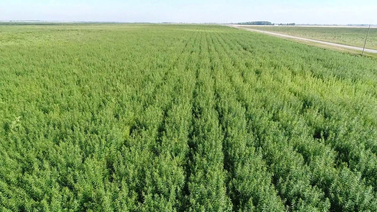 Drone Footage of Hybrid Willow Plantation, Southern Alberta - YouTube