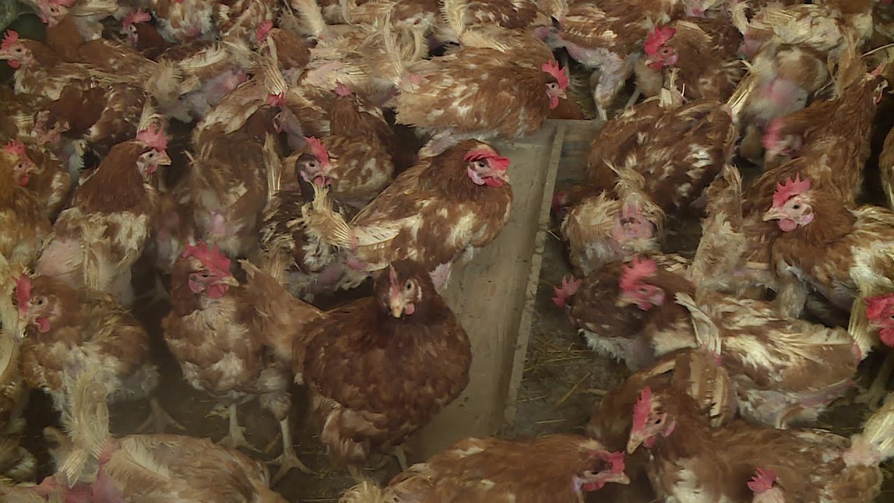 Des poules à adopter pour les sauver de l'abattoir - YouTube