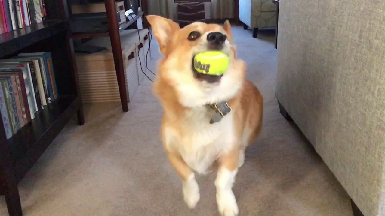 Corgi with squeaker ball in slow motion - YouTube