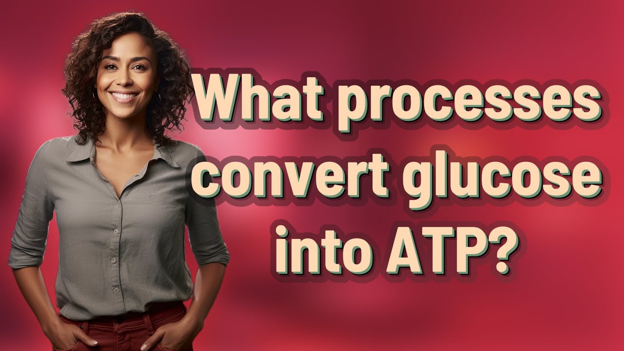What processes convert glucose into ATP? - YouTube