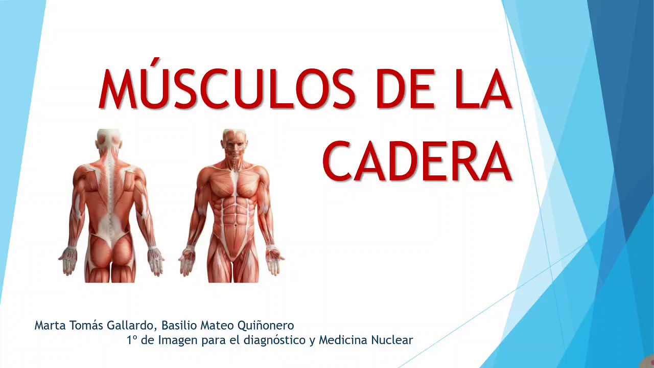 Músculos de la cadera - YouTube