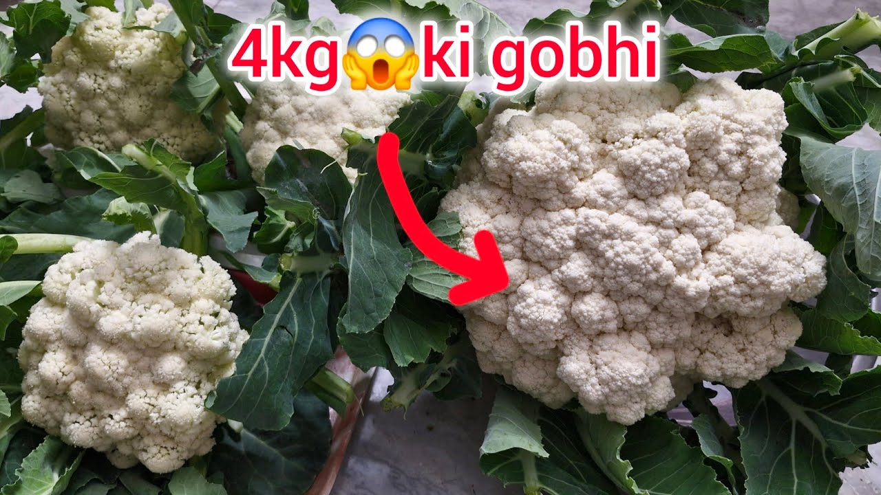 4 kg ki Gobhi at home😋!#gardening #wintergardening #organicgardening ...