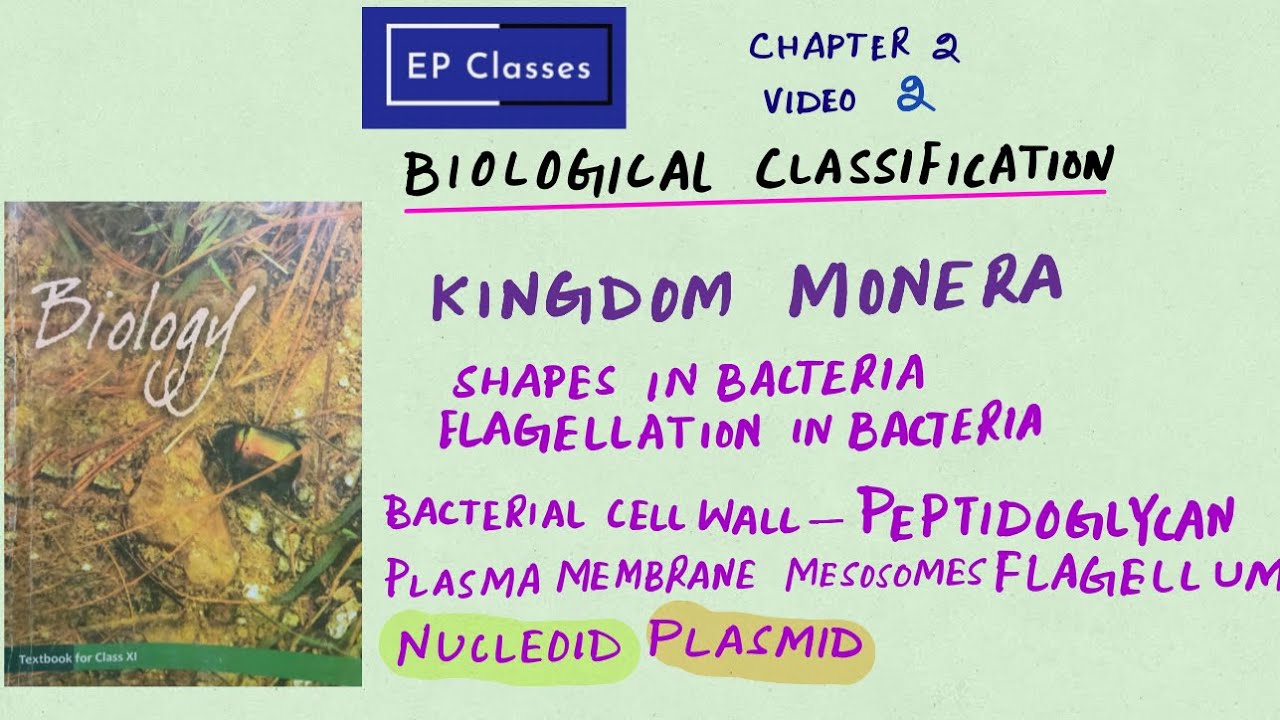 KINGDOM MONERA | BACTERIA ~Shapes & flagellation in bacteria |Bacterial ...