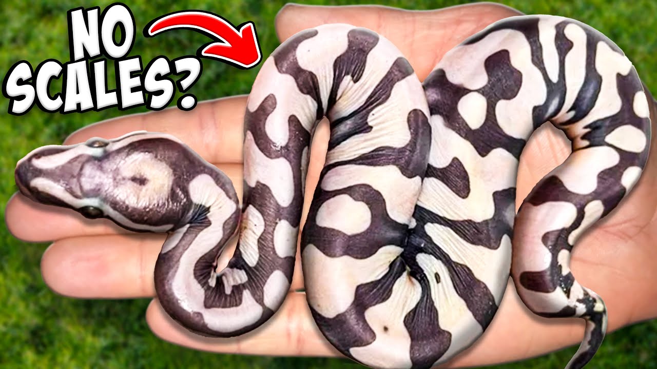 I Hatched 3 Snakes Without Scales?!? Now What? - YouTube