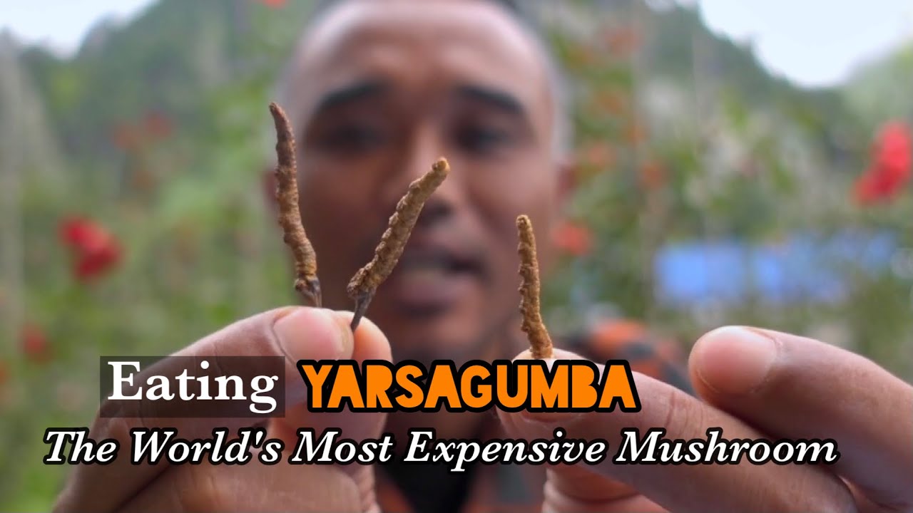 Eating The World's Most Expensive Medicinal Fungus, Yarsagumba ...