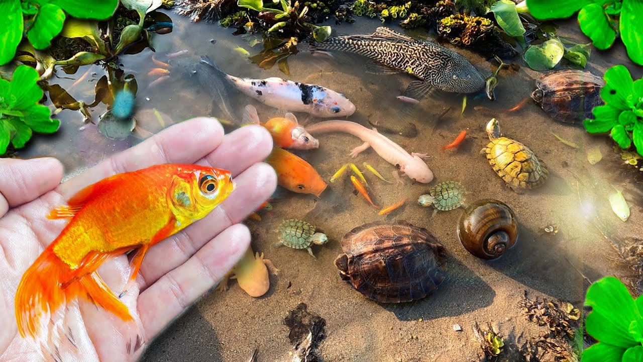 Best of catch colorful fish in surprise eggs, MOST AMAZING Catches ...