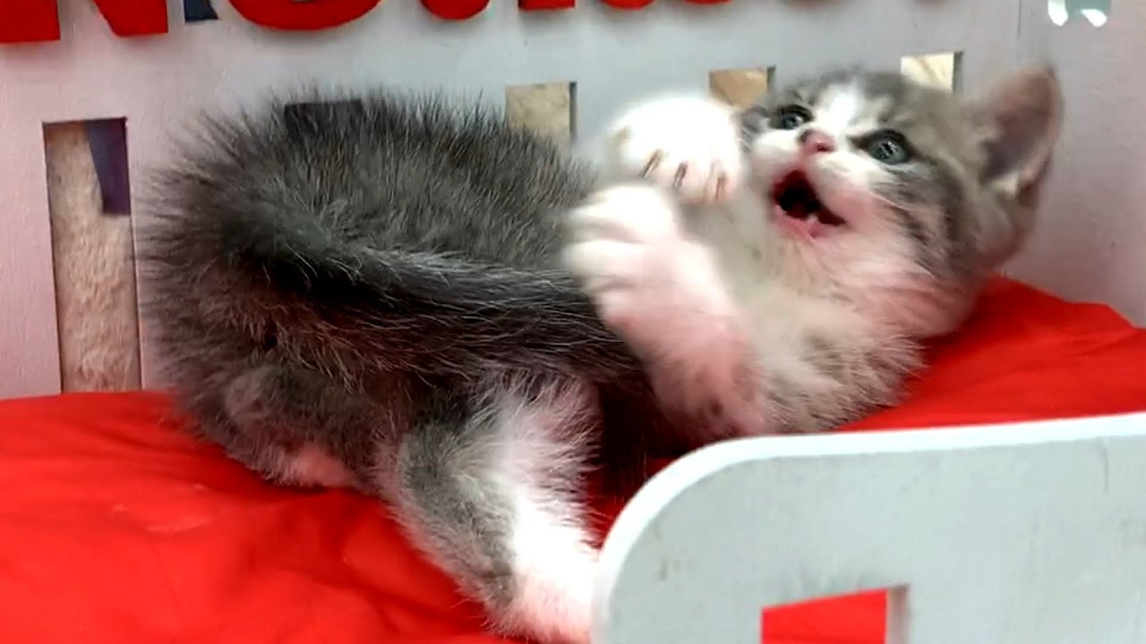 Cat Street tries to take the toy from kitten Johnny - YouTube