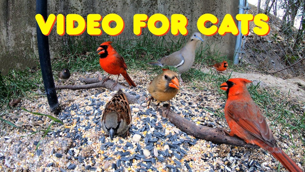 Cat TV - 2 HOURS of Beautiful Birds - Videos for Cats to Watch - YouTube