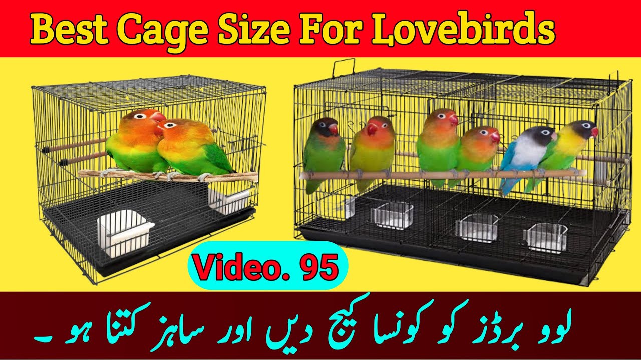 Lovebirds Breeding Cage Best Size | Iron Cage Is Best - YouTube