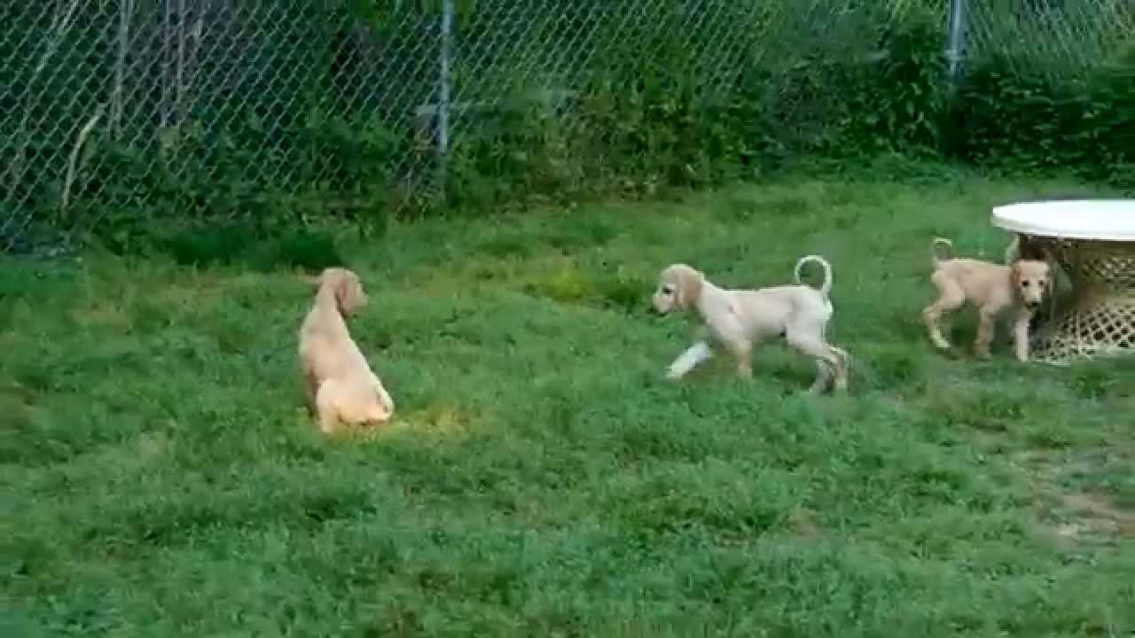8 Week Old Afghan Hound puppies playing with big ball - YouTube