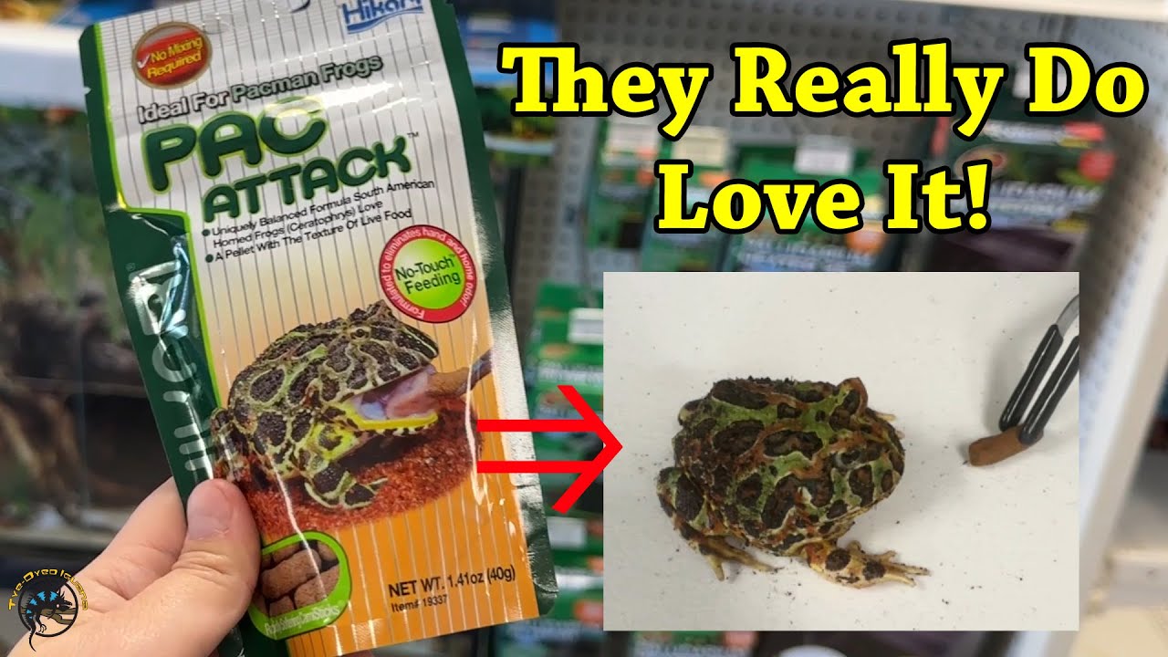 Why PAC ATTACK is the BEST Type of Pellet Food for Pacman Frogs! 🐸 ...