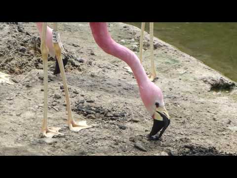 Andean flamingo nest building - YouTube