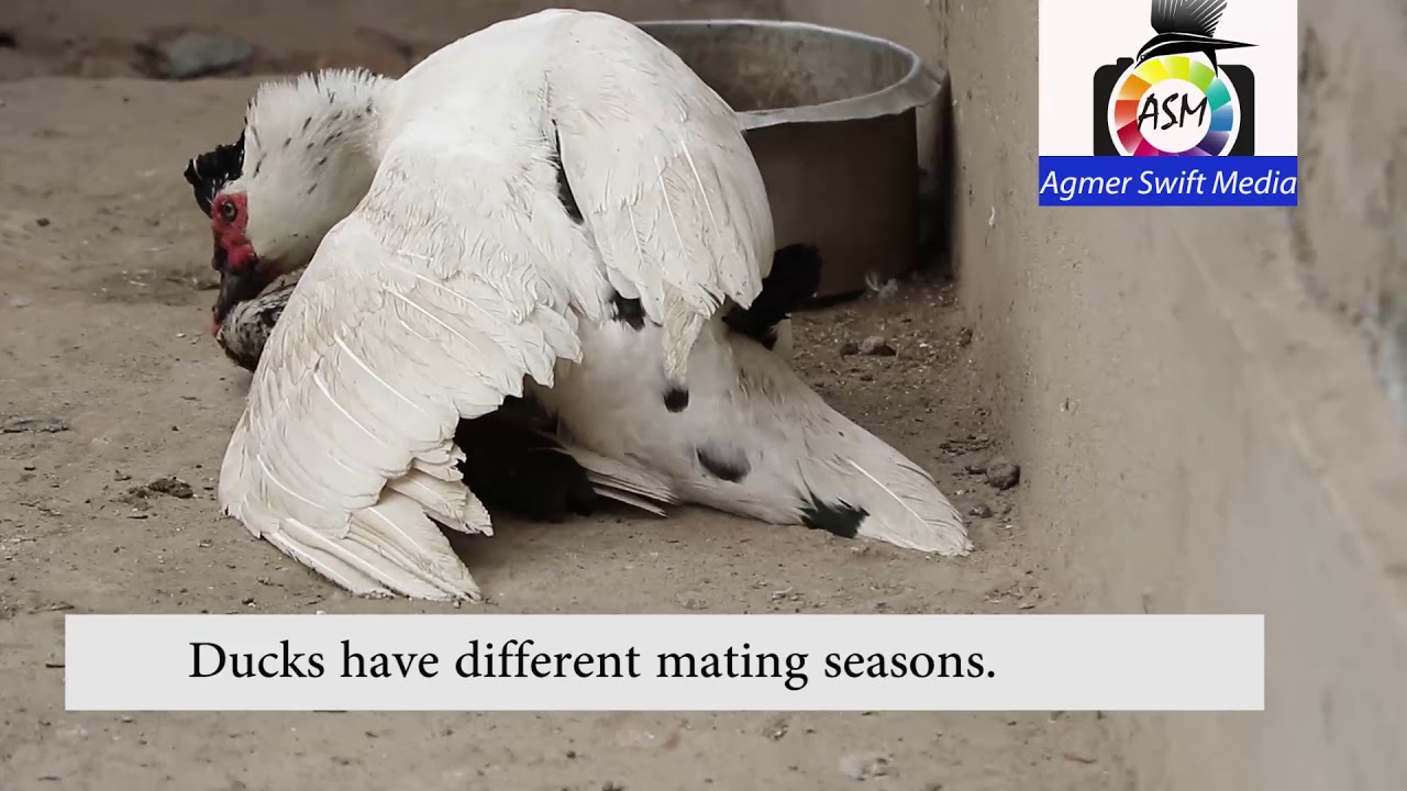 "Love in the Wild: The Mating Habits of Ducks" - YouTube
