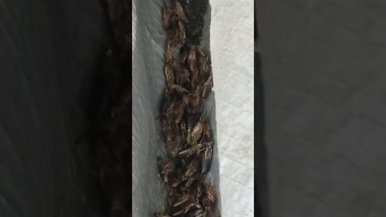 Earwig Colony - YouTube