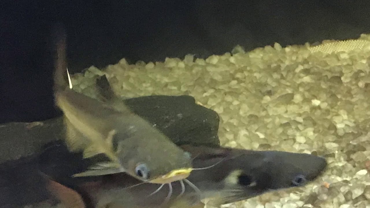 Yellow Tail Catfish/ Pangasius Catfish In Planet Earth Aquarium Mysore ...