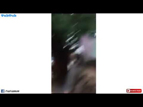 Babi menunggu giliran sambil bergilir gilir