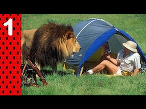 Angry Lion Attack Man Videos, Lions Attack Compilation 2016 part 2 ...
