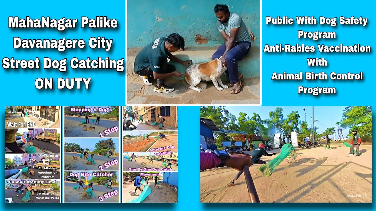 One Punch Man Amazing Dog Catch | Dog Catching Municipality | Vaccine ...