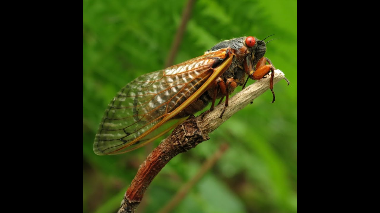 Brood X Cicadas in Cincinnati, OH - June 7, 2021 - YouTube