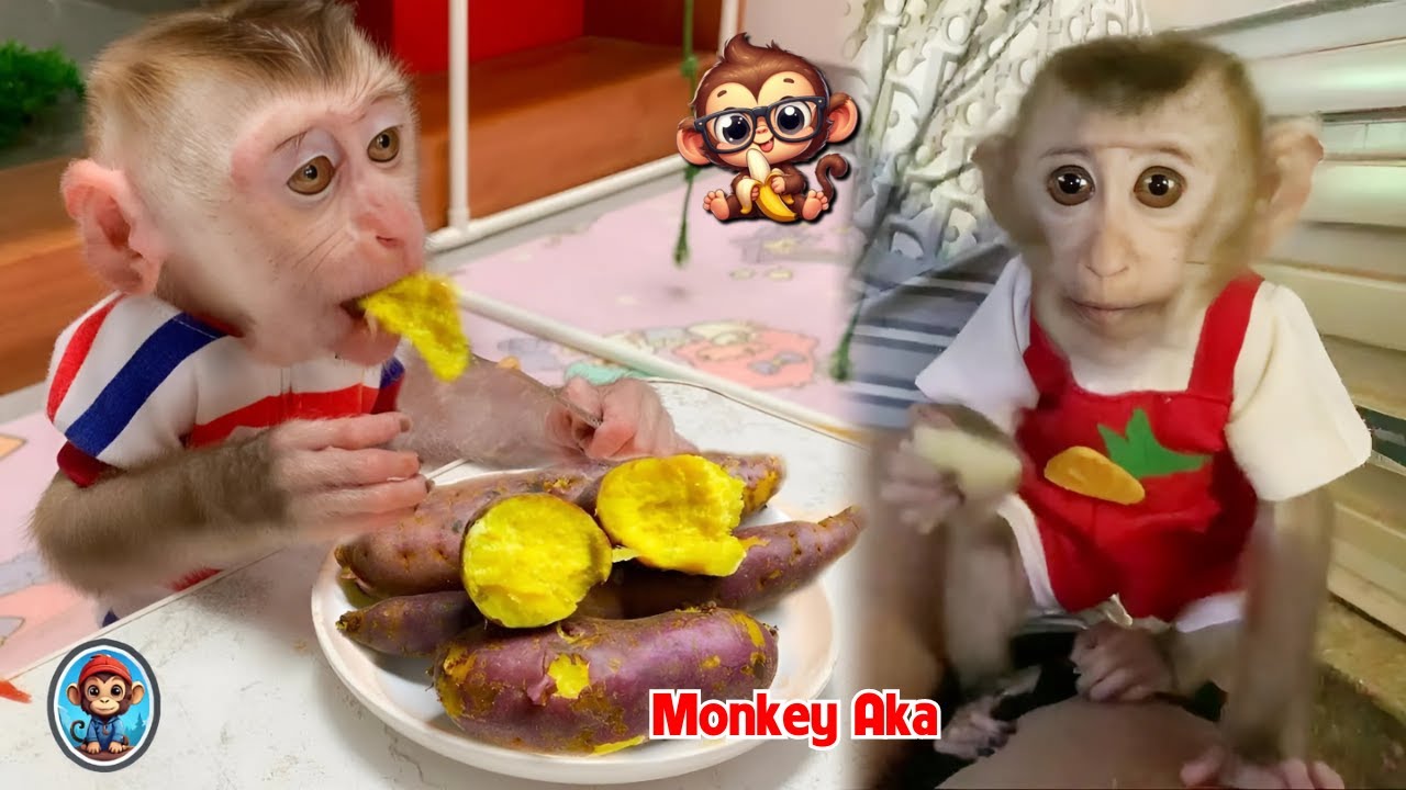 Baby Monkey BonBon goes to eat street food grilled sweet Potato with ...