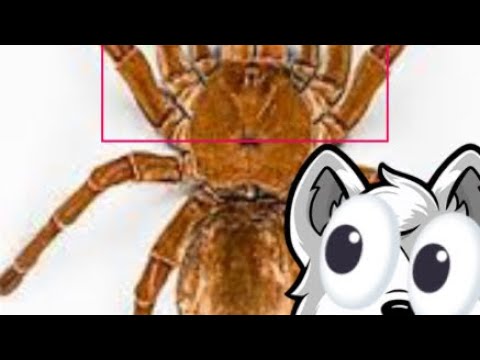 Escape the Spider* - YouTube