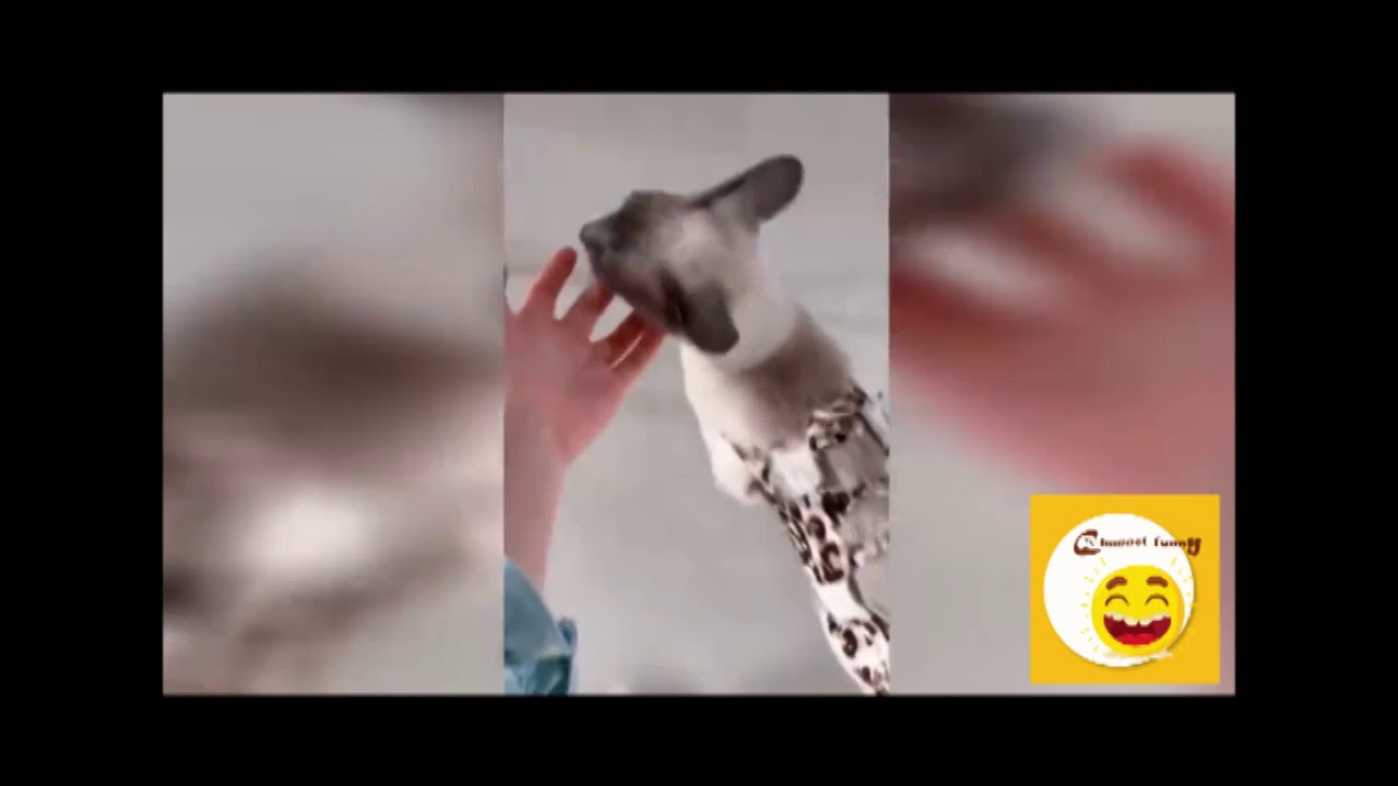 Funny cat #6 - YouTube