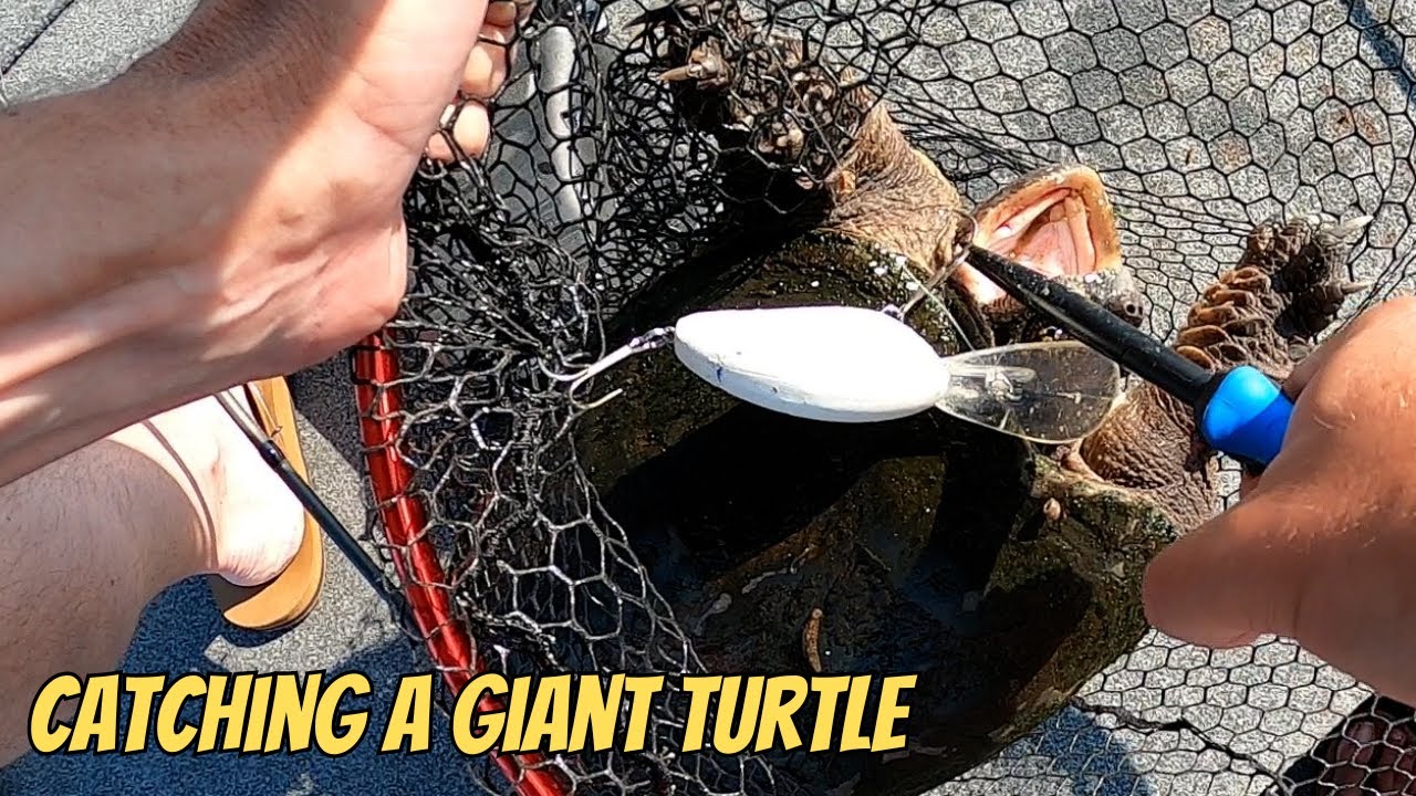 Catching A Giant Turtle While Bass Fishing - YouTube