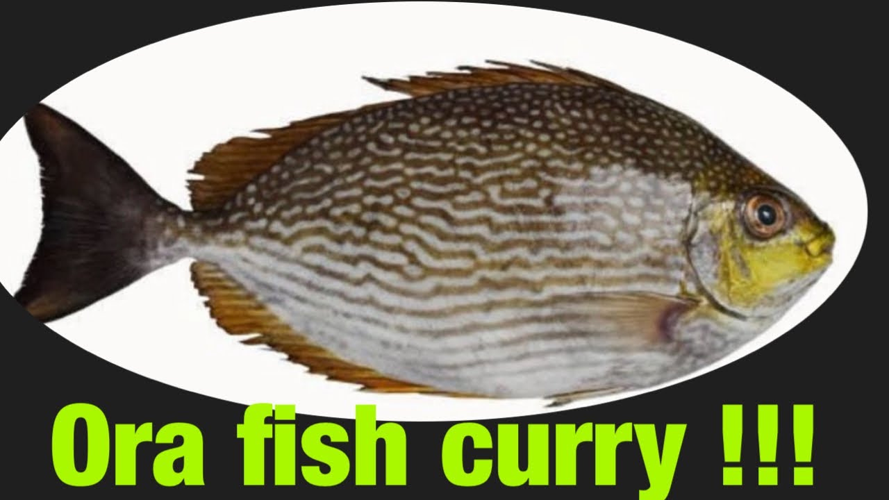 ## ORA FISH CURRY## village style ORA fish kulampu cooking vedio - YouTube