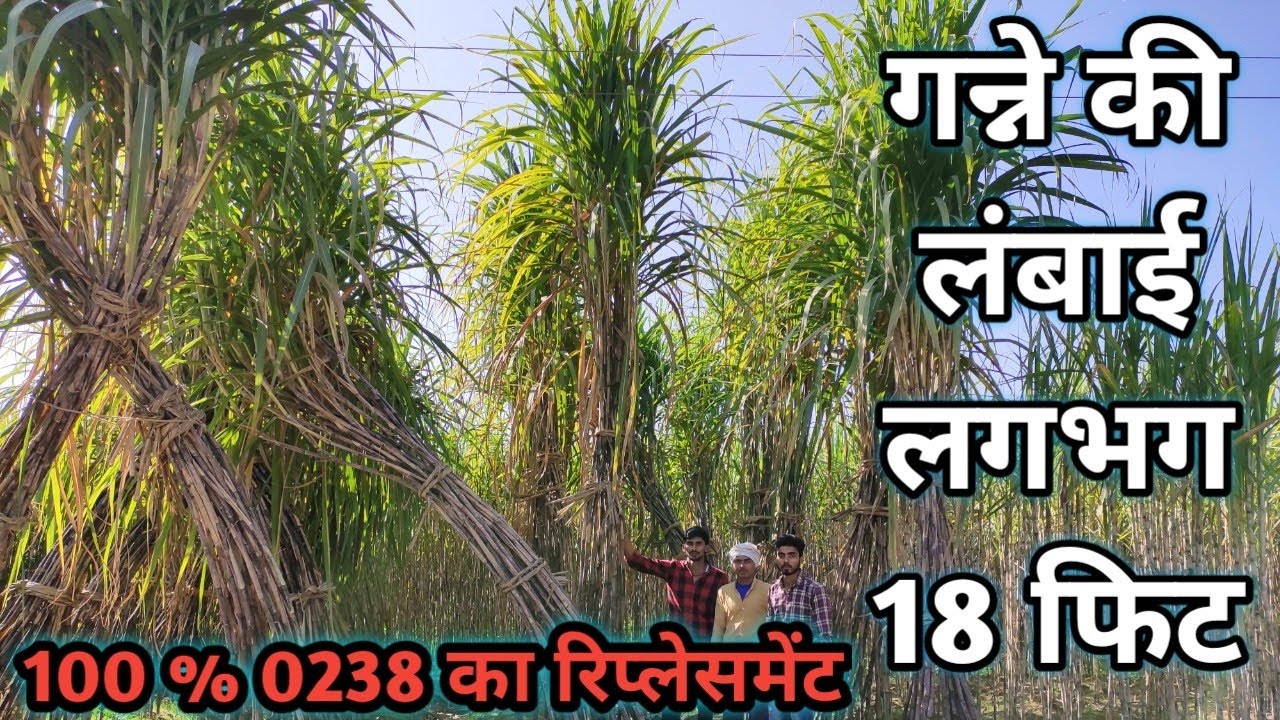 Co 11015 गन्ना वैरायटी का तूफान पहली बार ही रिंग पीट गन्ना विधि में सफल ...